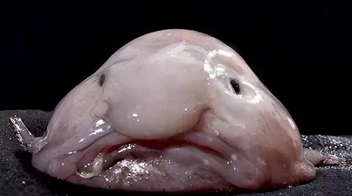 What is a blob fish？ugly fish blobfish - 100fish