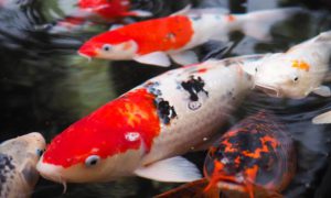 Biggest koi fish in the world - 100fish